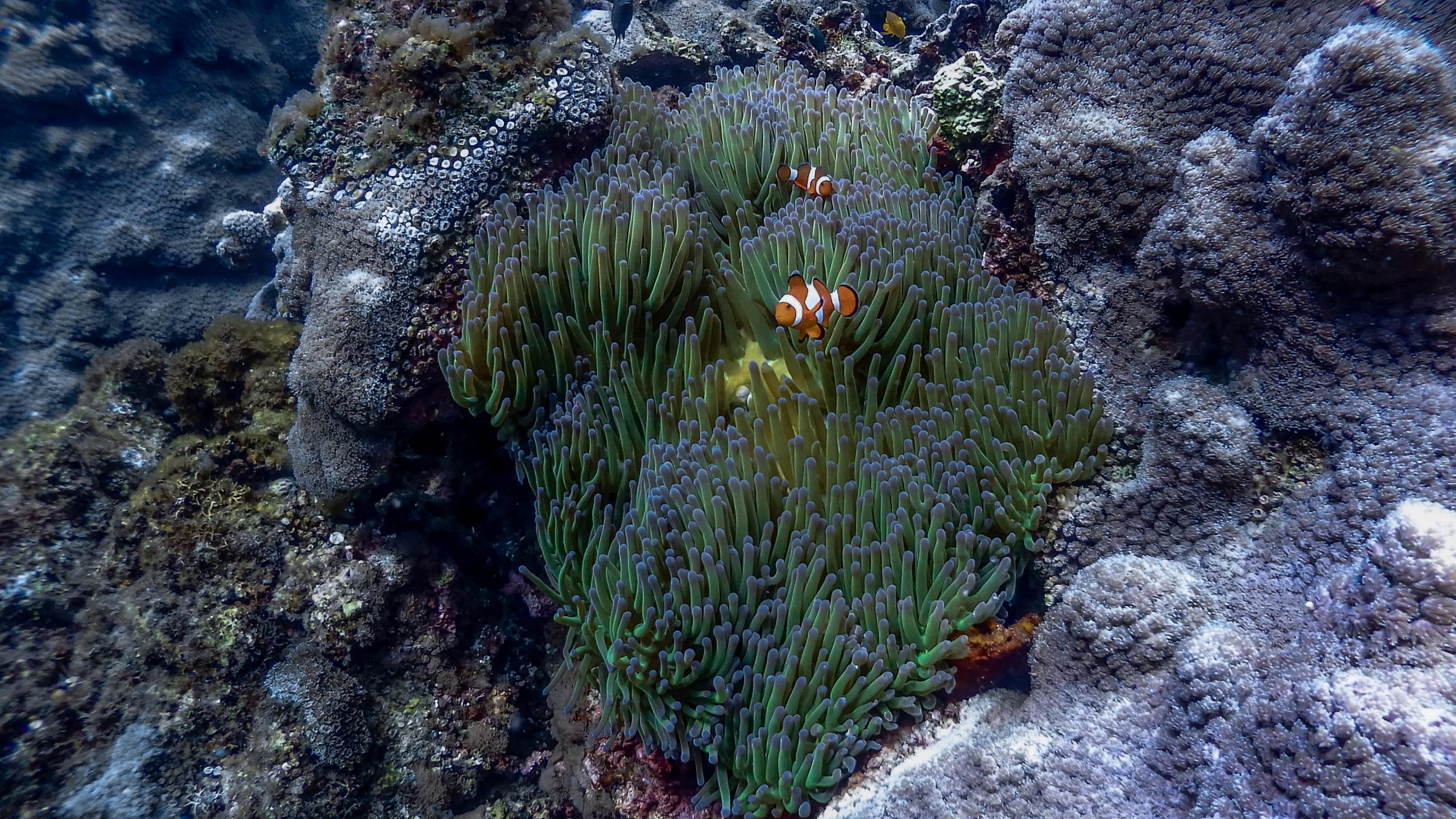 Exploring Australia’s Marine Life | True North Adventure Cruises